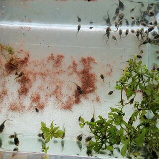 Green and Golden Bell Frog Tadpoles - Maximum Pet Supplies