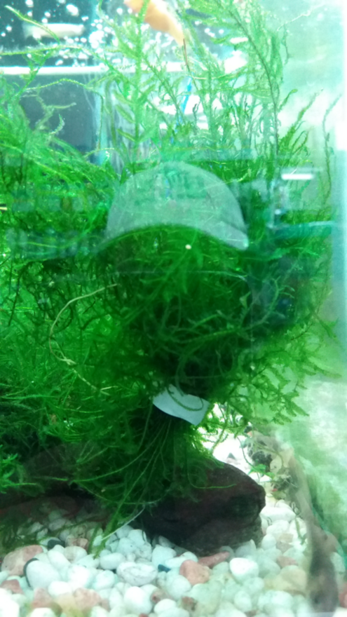 Java Moss - Maximum Pet Supplies