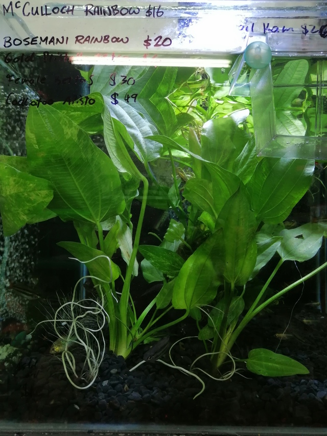 Marble Queen Sword - Maximum Pet Supplies