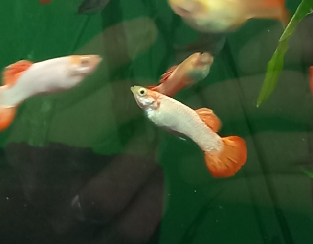 Pink Guppy - Male - Maximum Pet Supplies