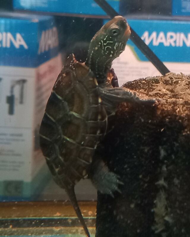 Reeves Turtle - Maximum Pet Supplies