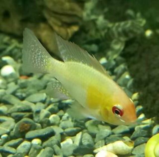 Gold Ram - Maximum Pet Supplies